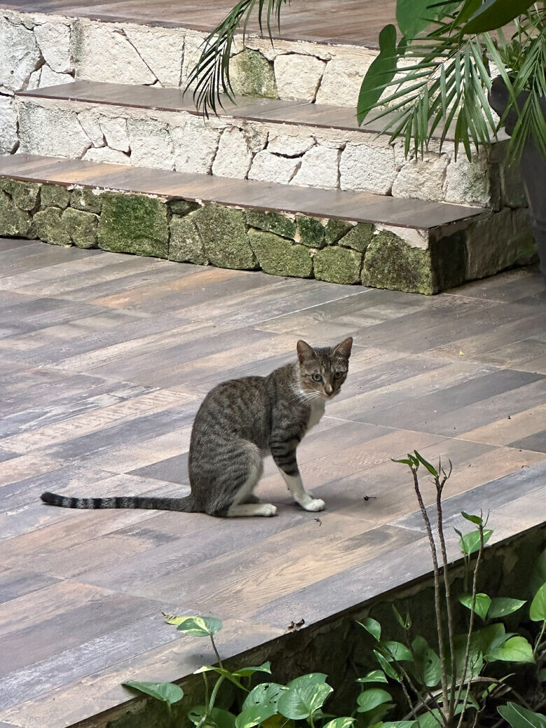 Eclectic Kim Review: Paledora Eco Resort Campus