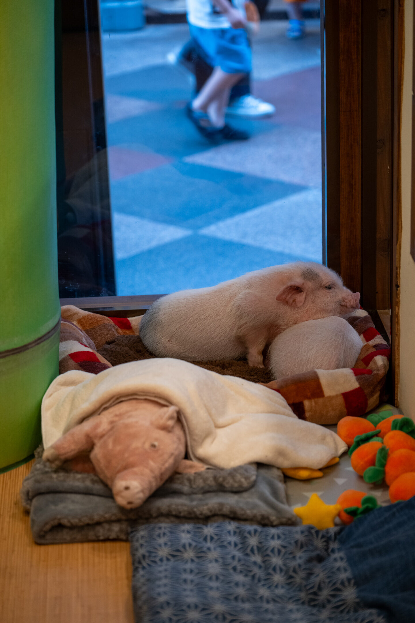 mipig + café Kyoto: Micro Pig House - Eclectic Kim
