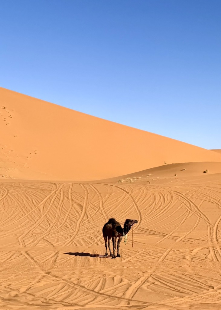 Eclectic Kim Review: A 10 Day Moroccan Adventure with Kim Larkin Adventures